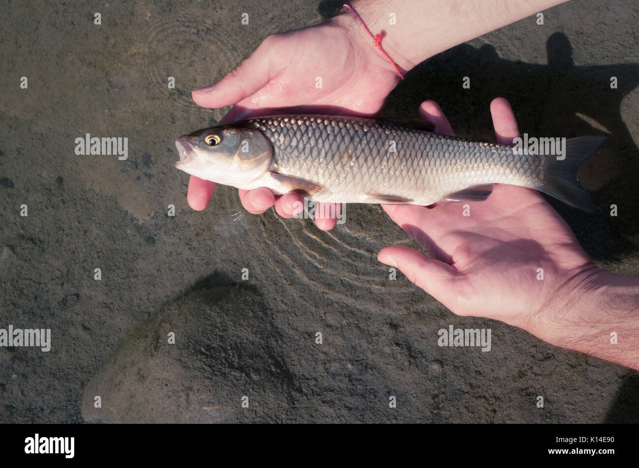 Fishing catch and release of a European Chub (Squalius cephalus) held ...