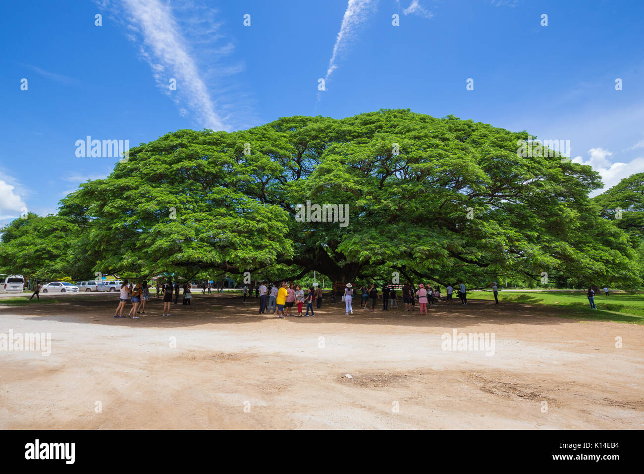 KANCHANABURI, THAILAND - June 24: Giant Monky Pod Tree with people ...