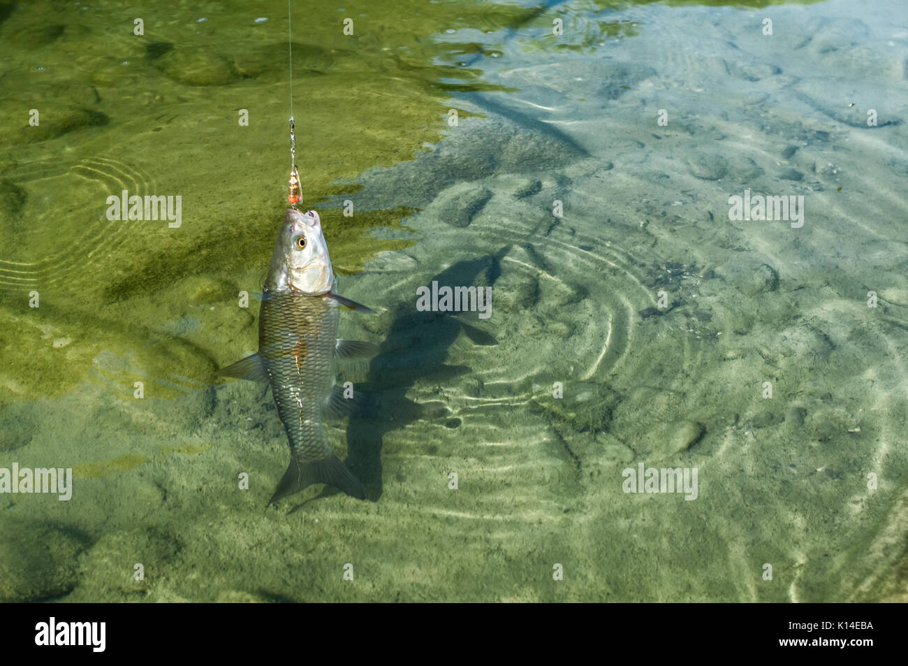 European Chub (Squalius cephalus) caught on a spinner with lure in its ...