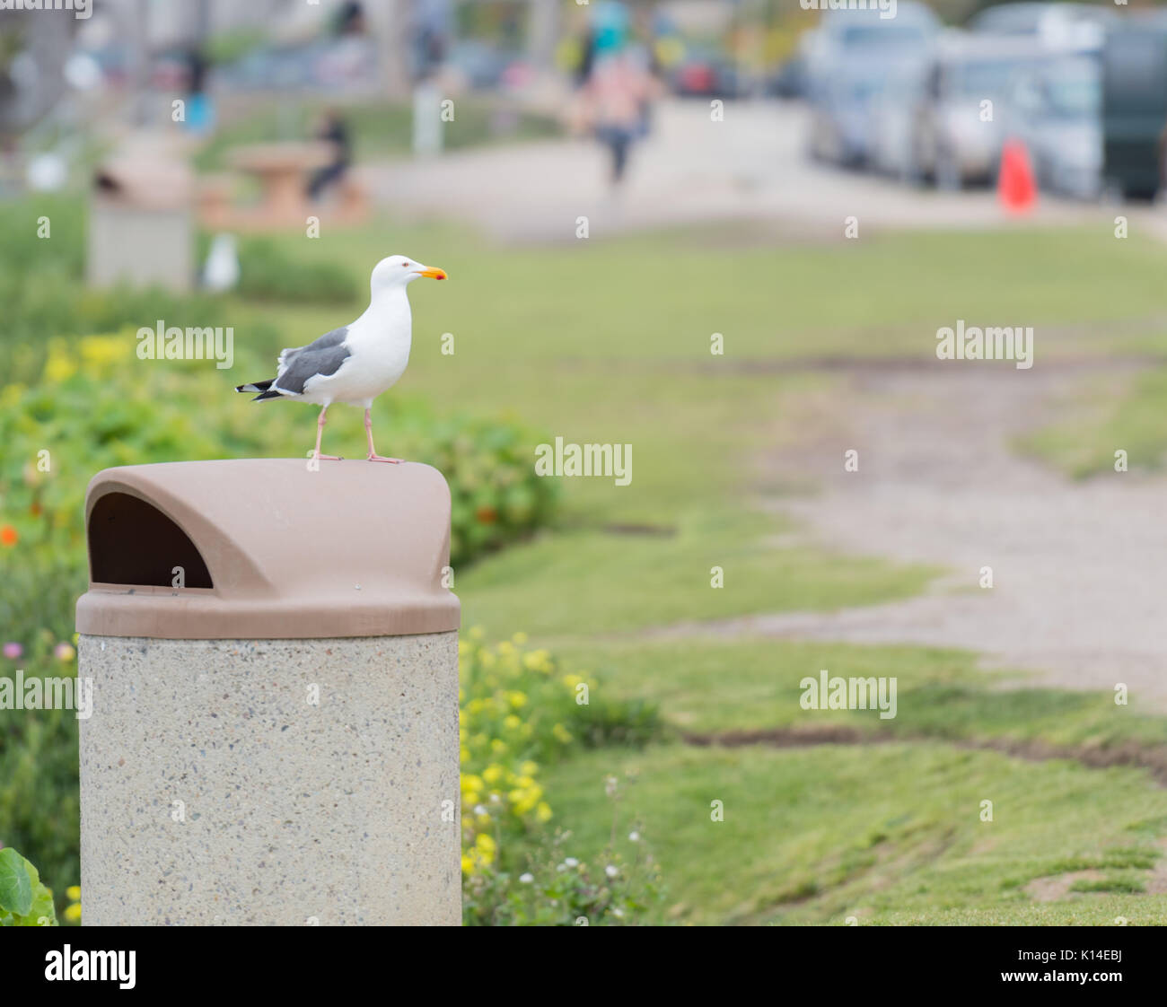 Seagull on trash can hi-res stock photography and images - Alamy