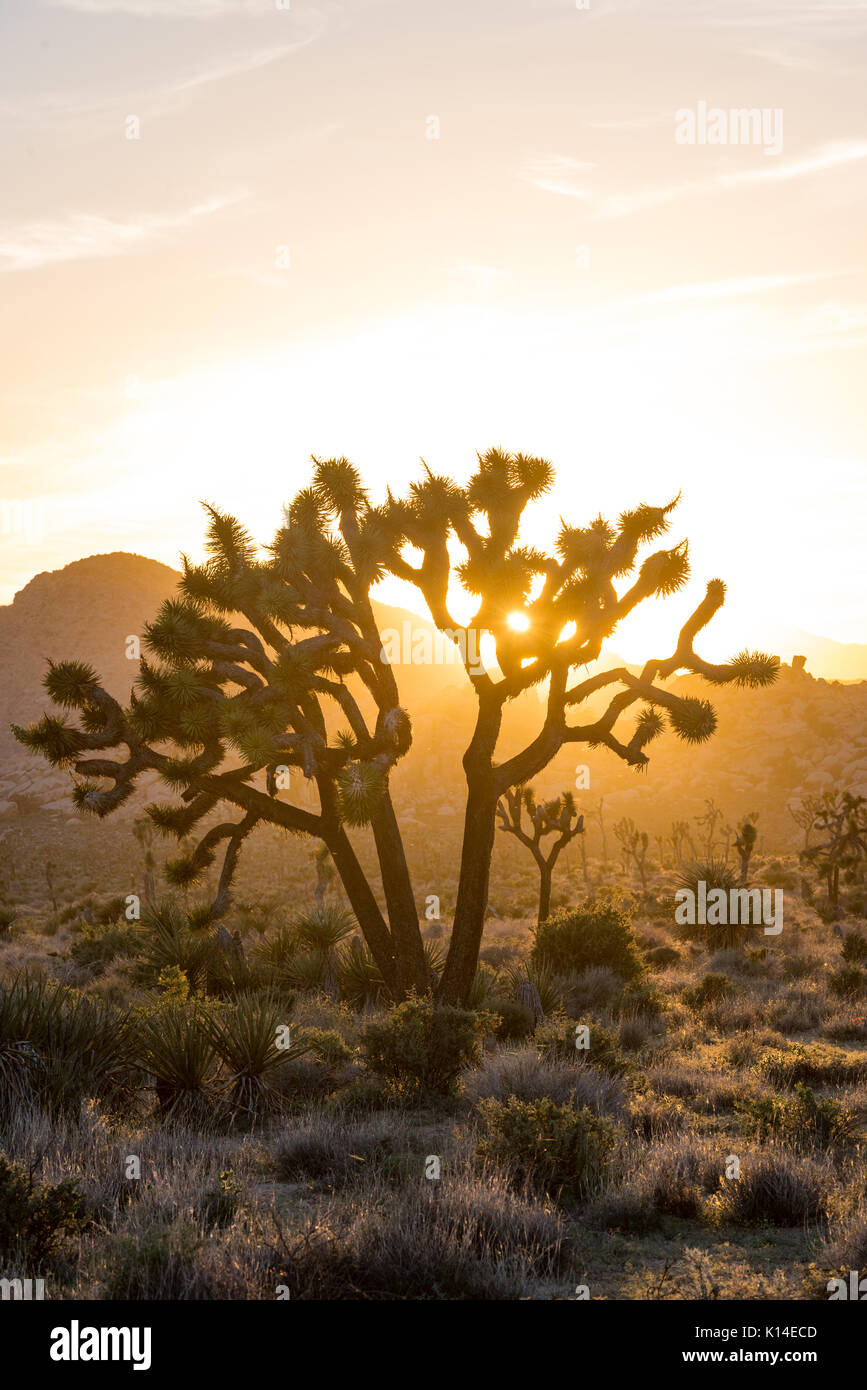 Late afternoon sun through trees hi-res stock photography and images ...