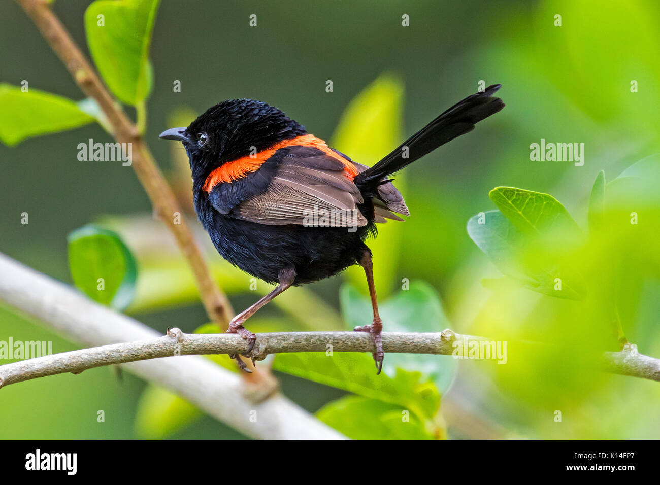red backed fairy wren Stock Photo - Alamy