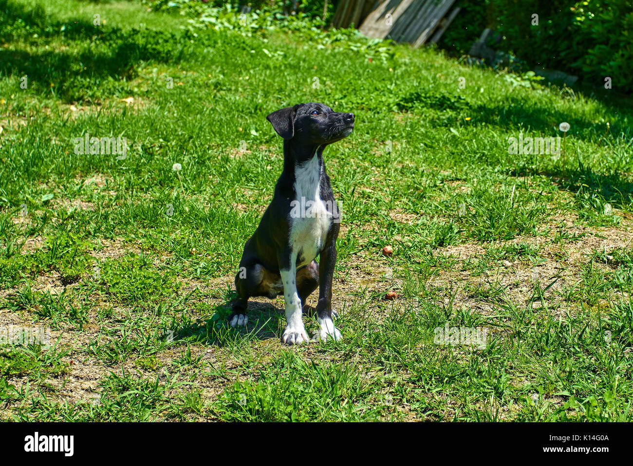 Dog playing outside smiles. Happy Dog. A beautiful puppy dog Stock ...