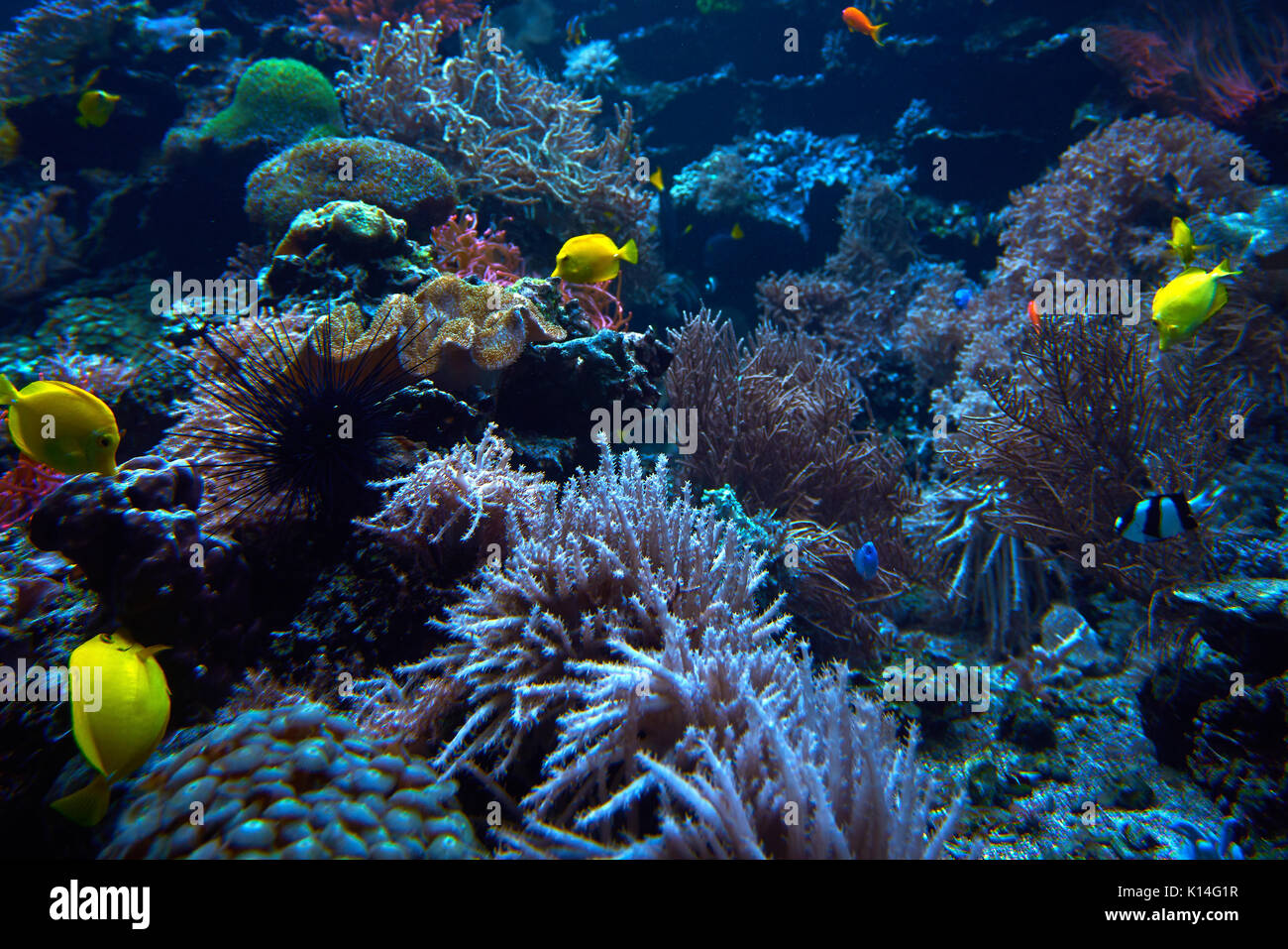underwater coral reef landscape. Coral garden with tropical fish Stock ...