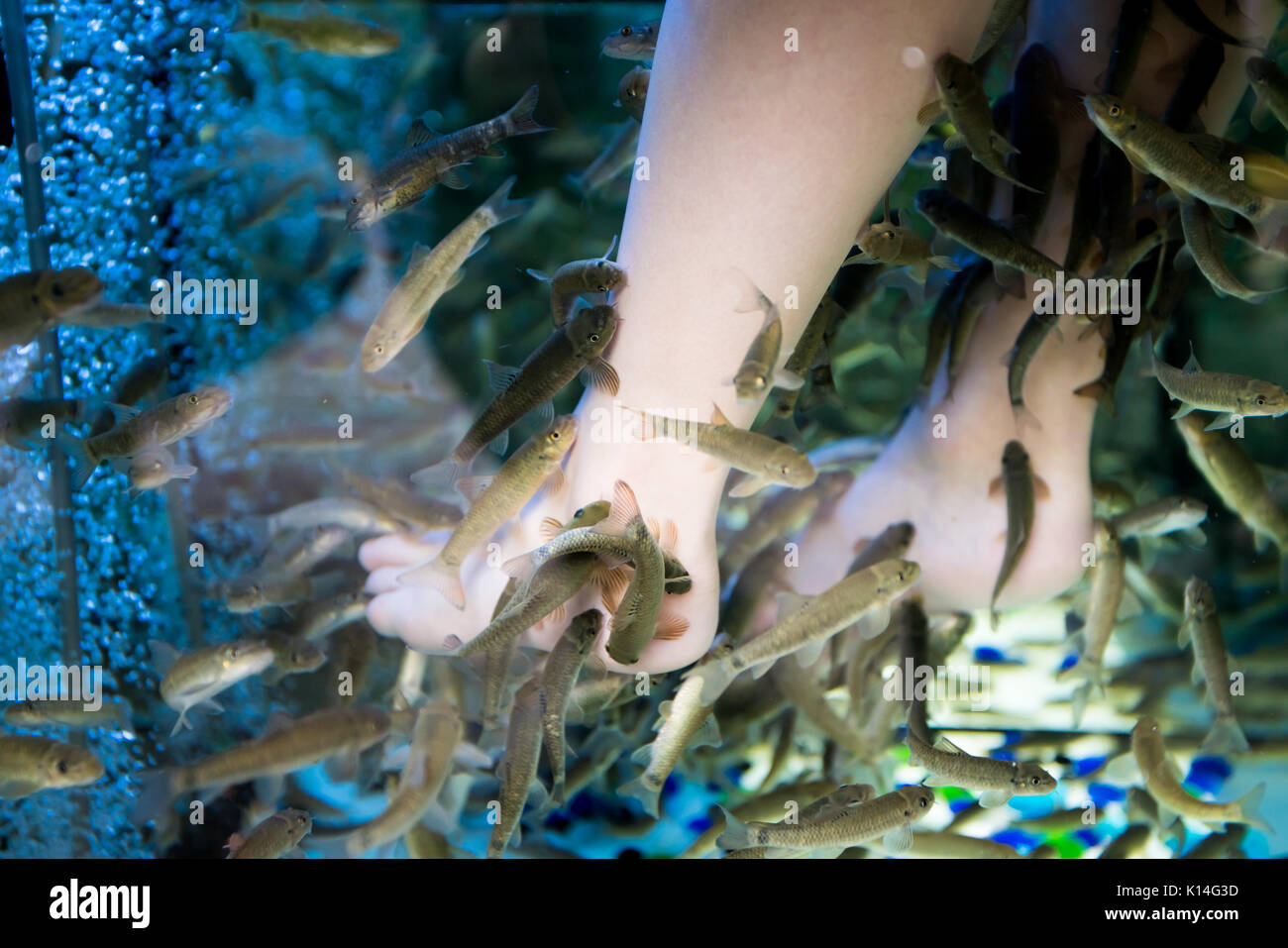 Fish spa feet pedicure. Fish Spa Skin Therapy Stock Photo - Alamy