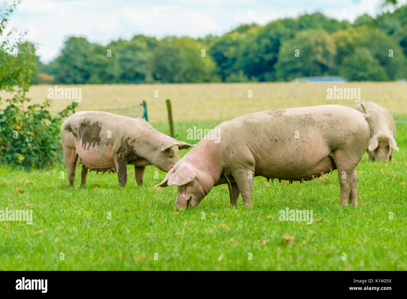 Real pigs hi-res stock photography and images - Alamy