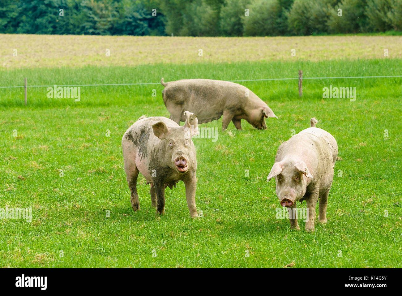 Real pigs hi-res stock photography and images - Alamy