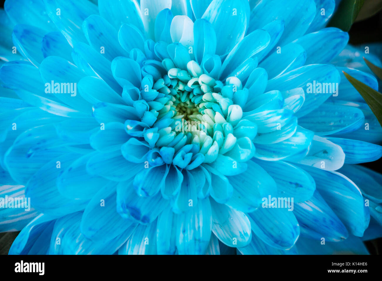 Close up of blue flower aster details for background Stock Photo - Alamy