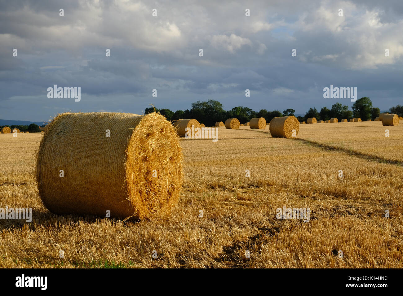 Harvest straw hi-res stock photography and images - Alamy