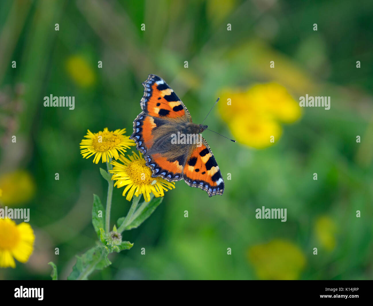 Settled small tortoiseshell hi-res stock photography and images - Alamy