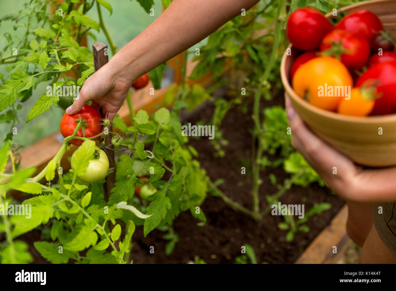 Picking tomatoes hi-res stock photography and images - Alamy
