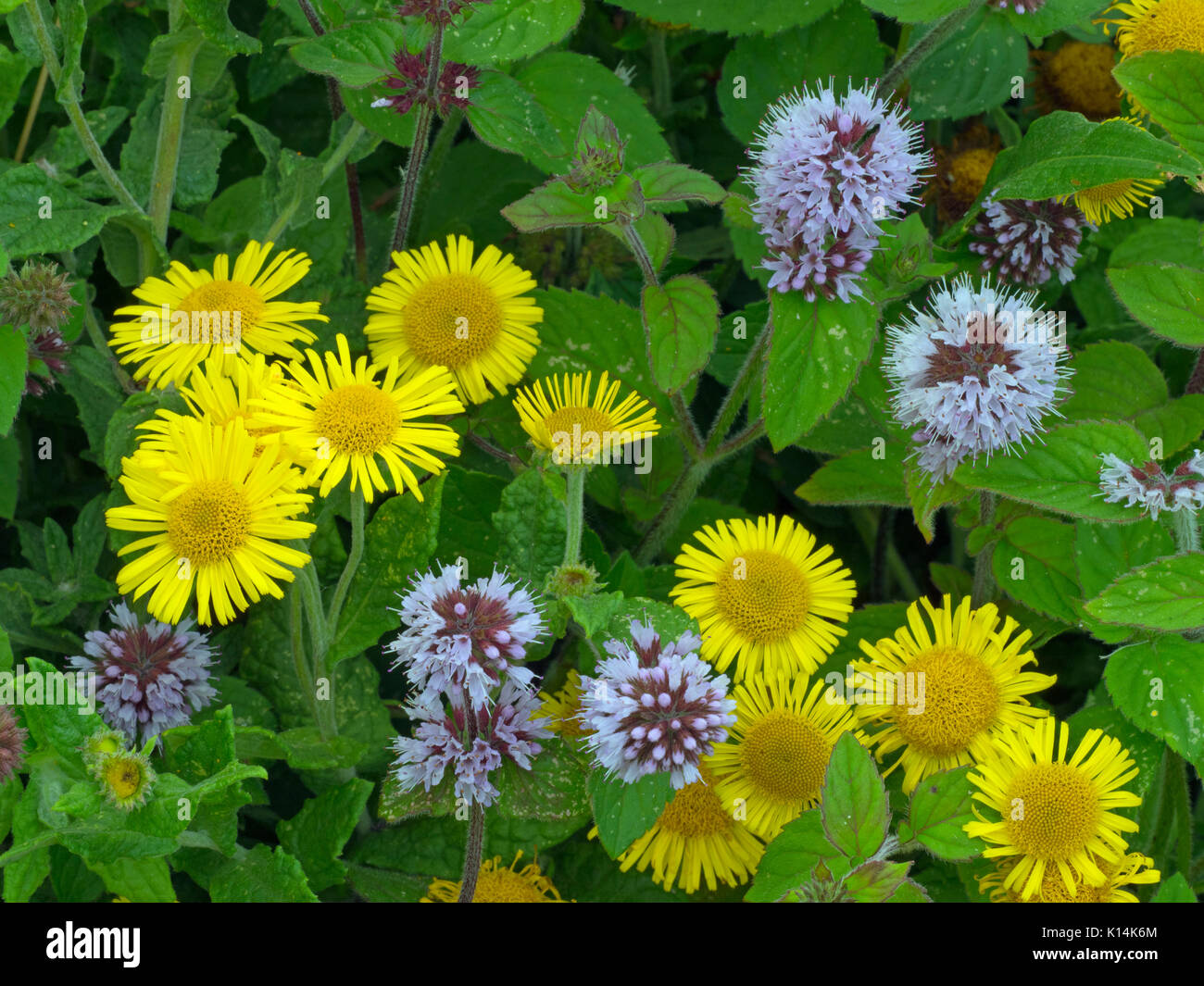 Propagate mint hi-res stock photography and images - Alamy