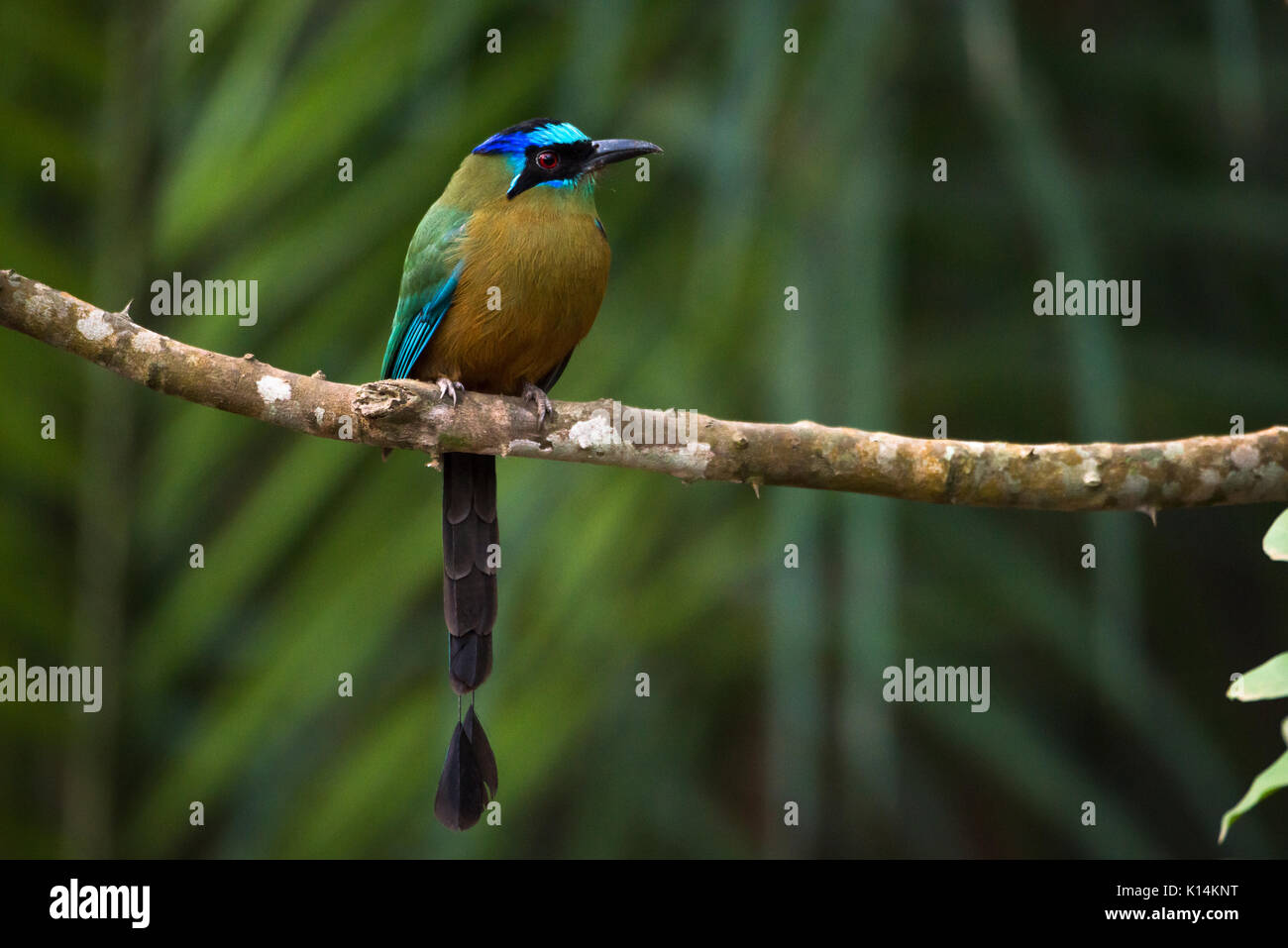 Momota hi-res stock photography and images - Alamy