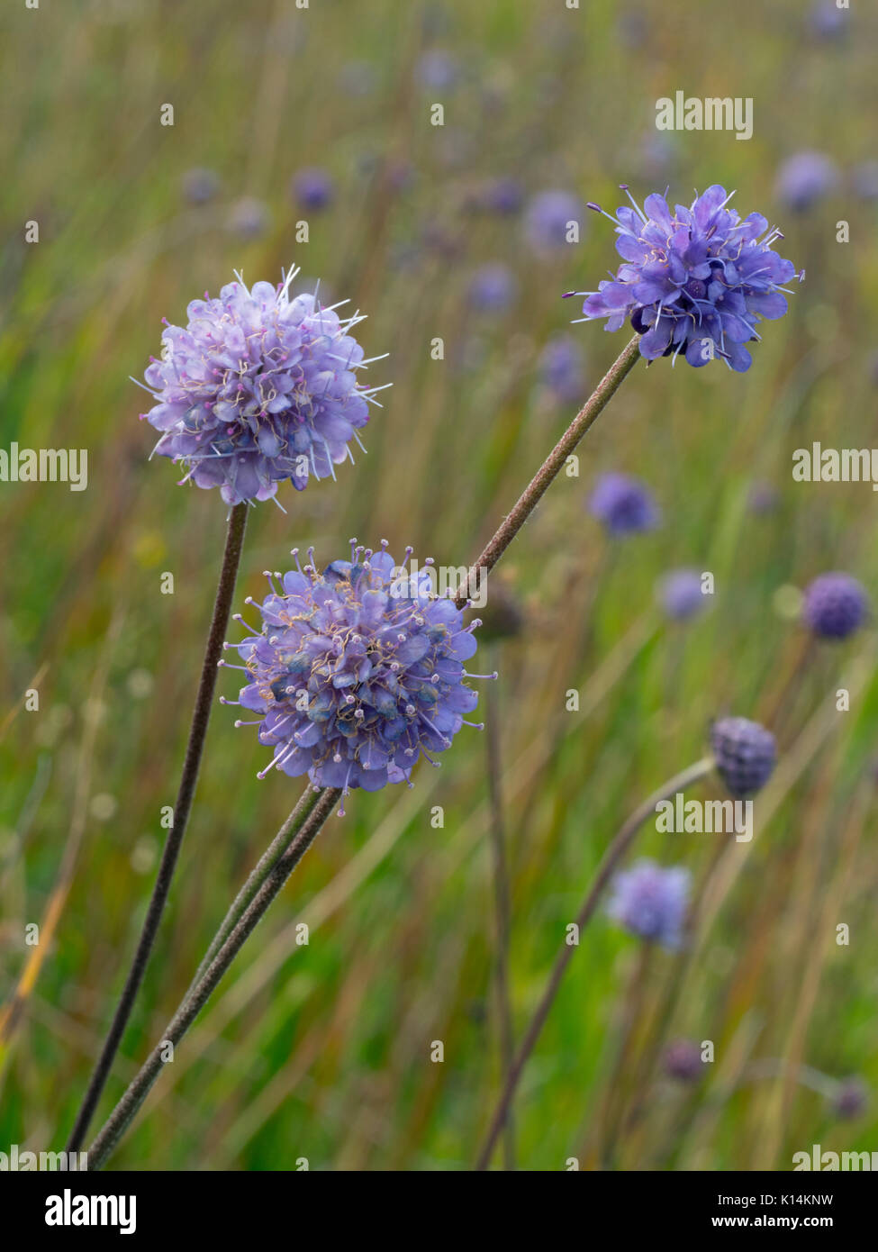 Devils bit scabious seeds hi-res stock photography and images - Alamy