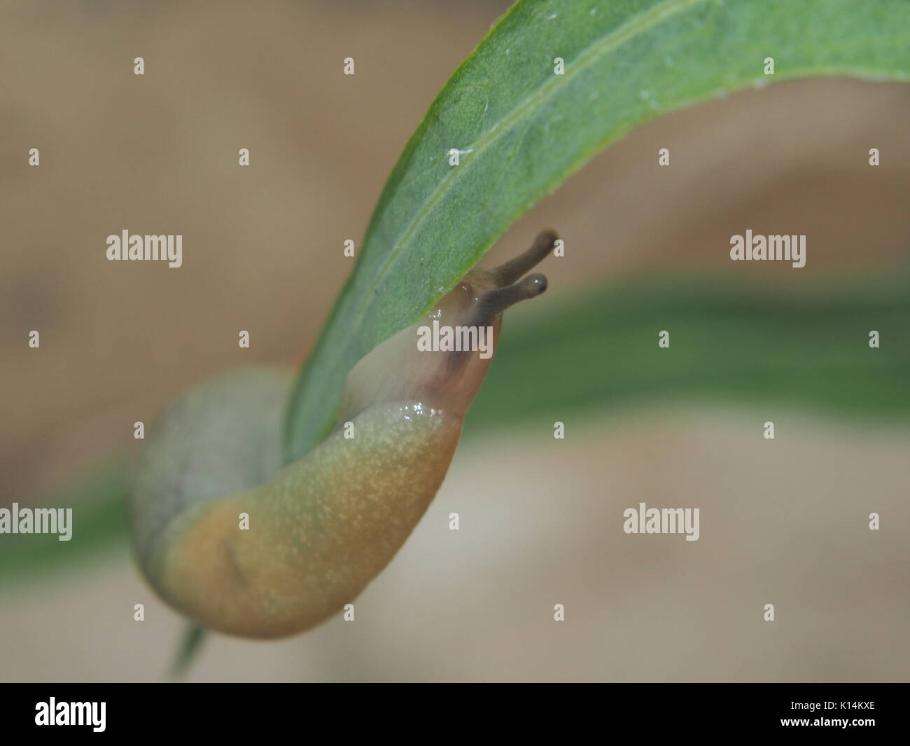 Slug crawling on the stalk of a plant. The pest plants. Macro Stock ...