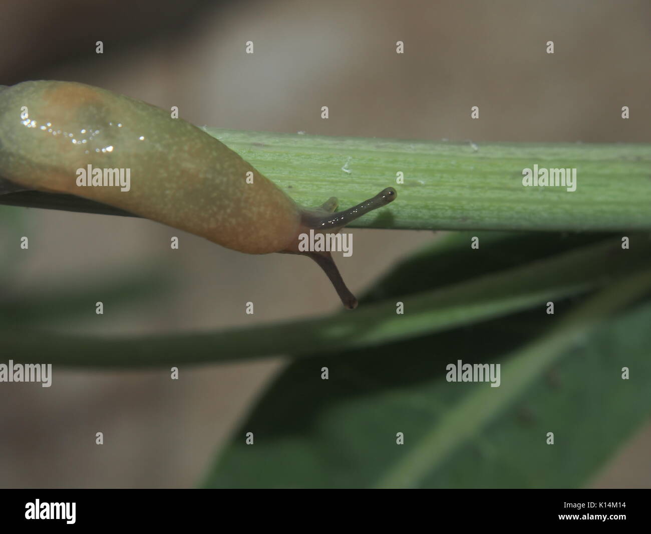 Slug crawling on the stalk of a plant. The pest plants. Macro Stock ...