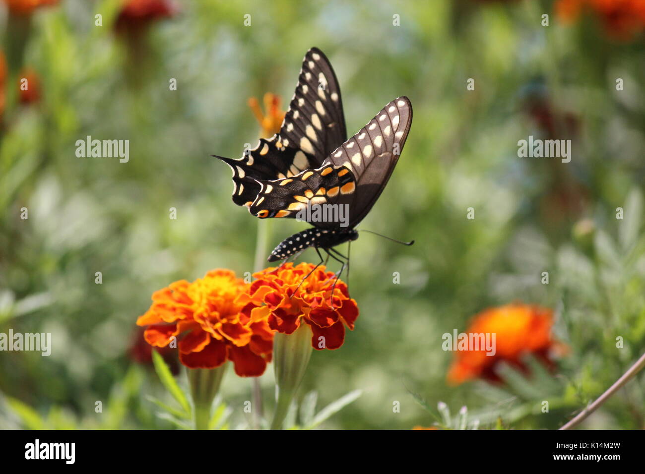 Dark-colored Butterfly swallowtail on orange marigold Stock Photo - Alamy