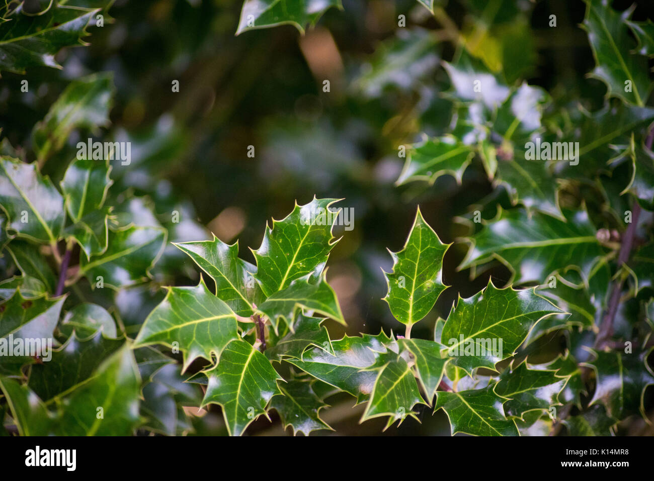 Holly green hi-res stock photography and images - Alamy