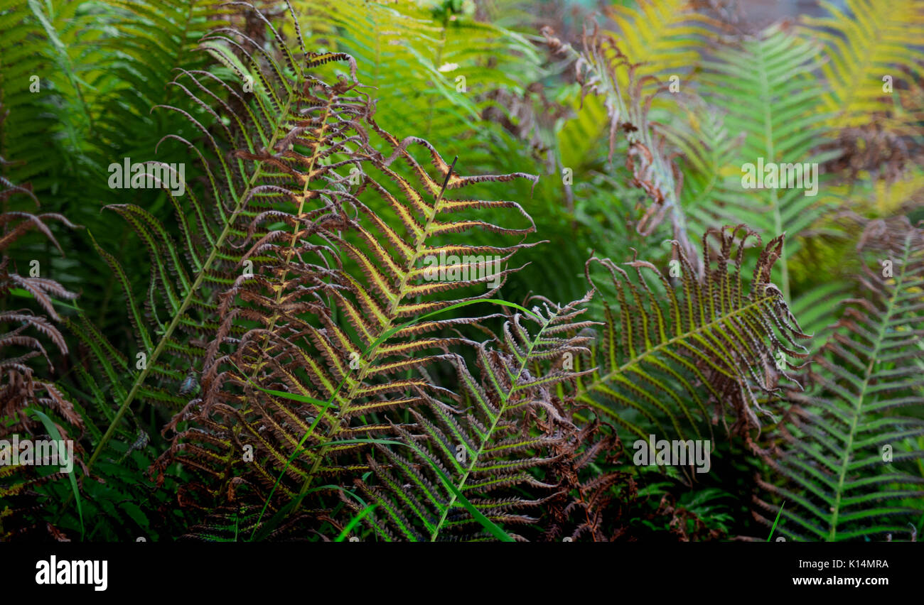 Frond background hi-res stock photography and images - Alamy