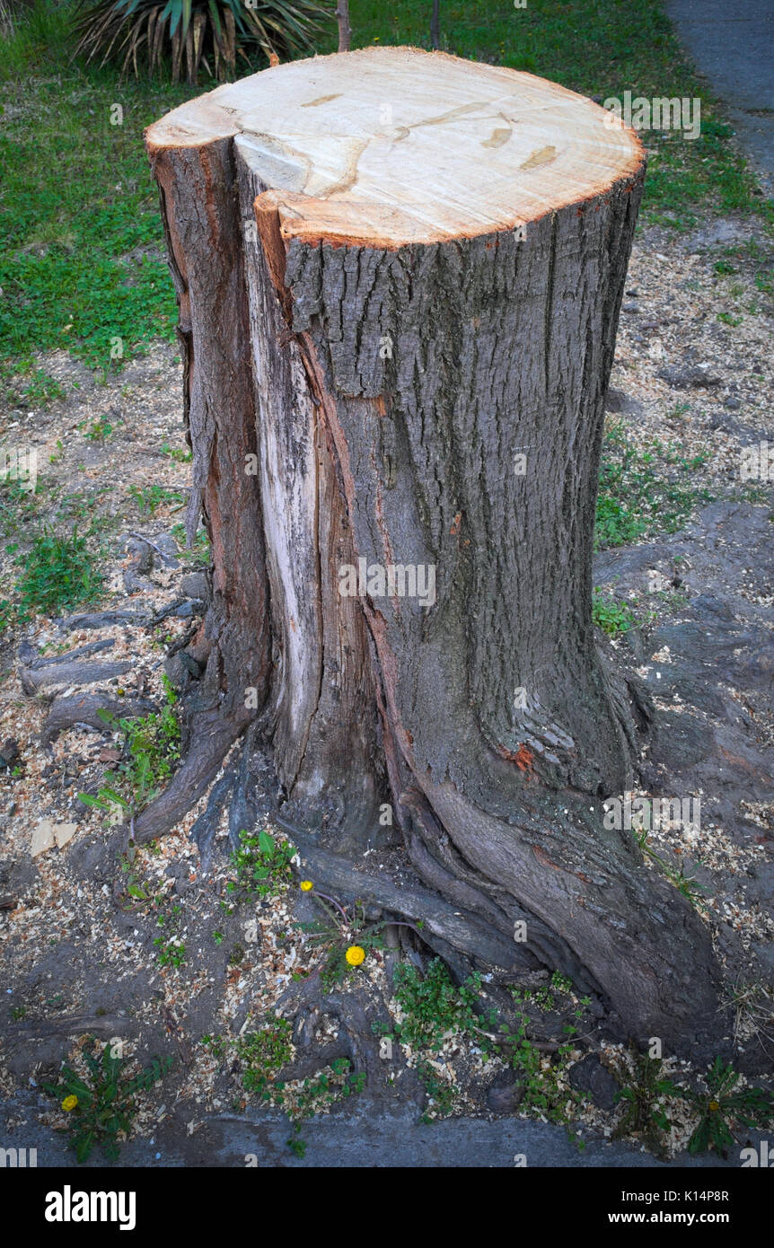 Freshly cut tree being lonely Stock Photo - Alamy