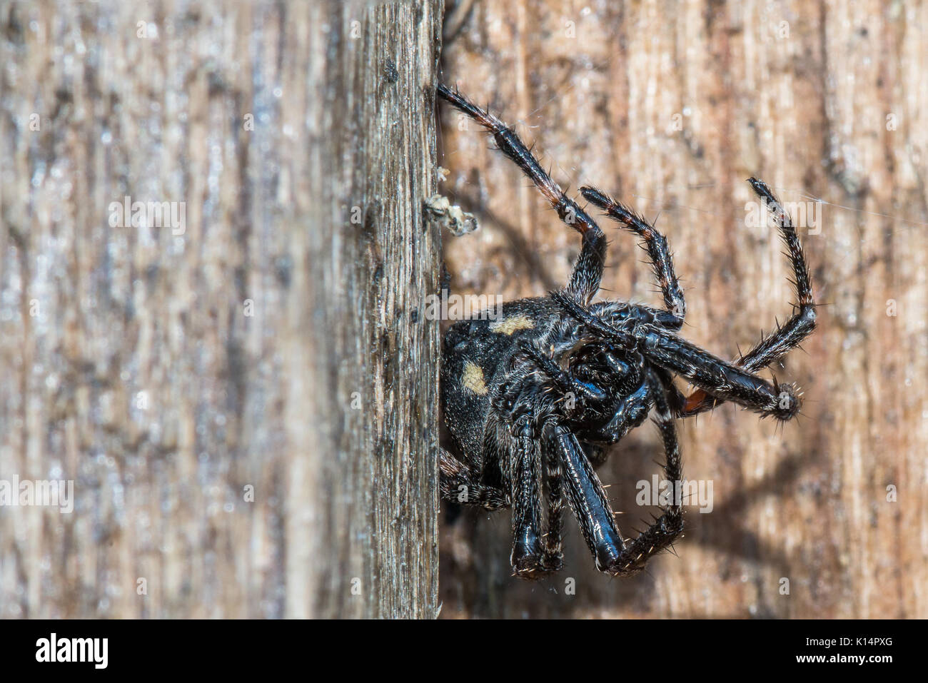 Close up of a giant big fat black spider with silk Stock Photo - Alamy