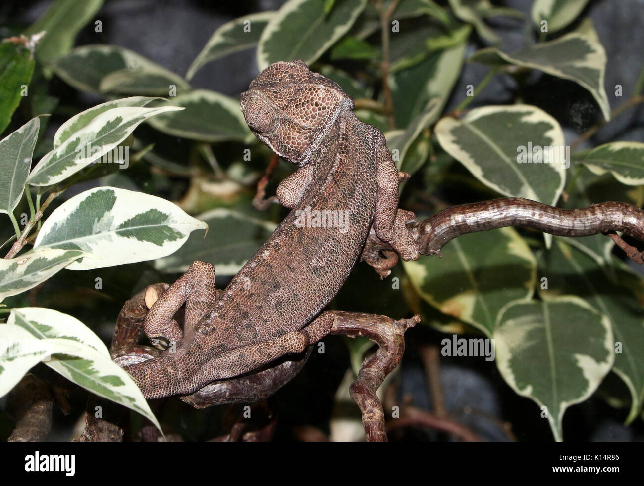 Europen common chameleon (Chamaeleo chamaeleon), also Mediterranean ...