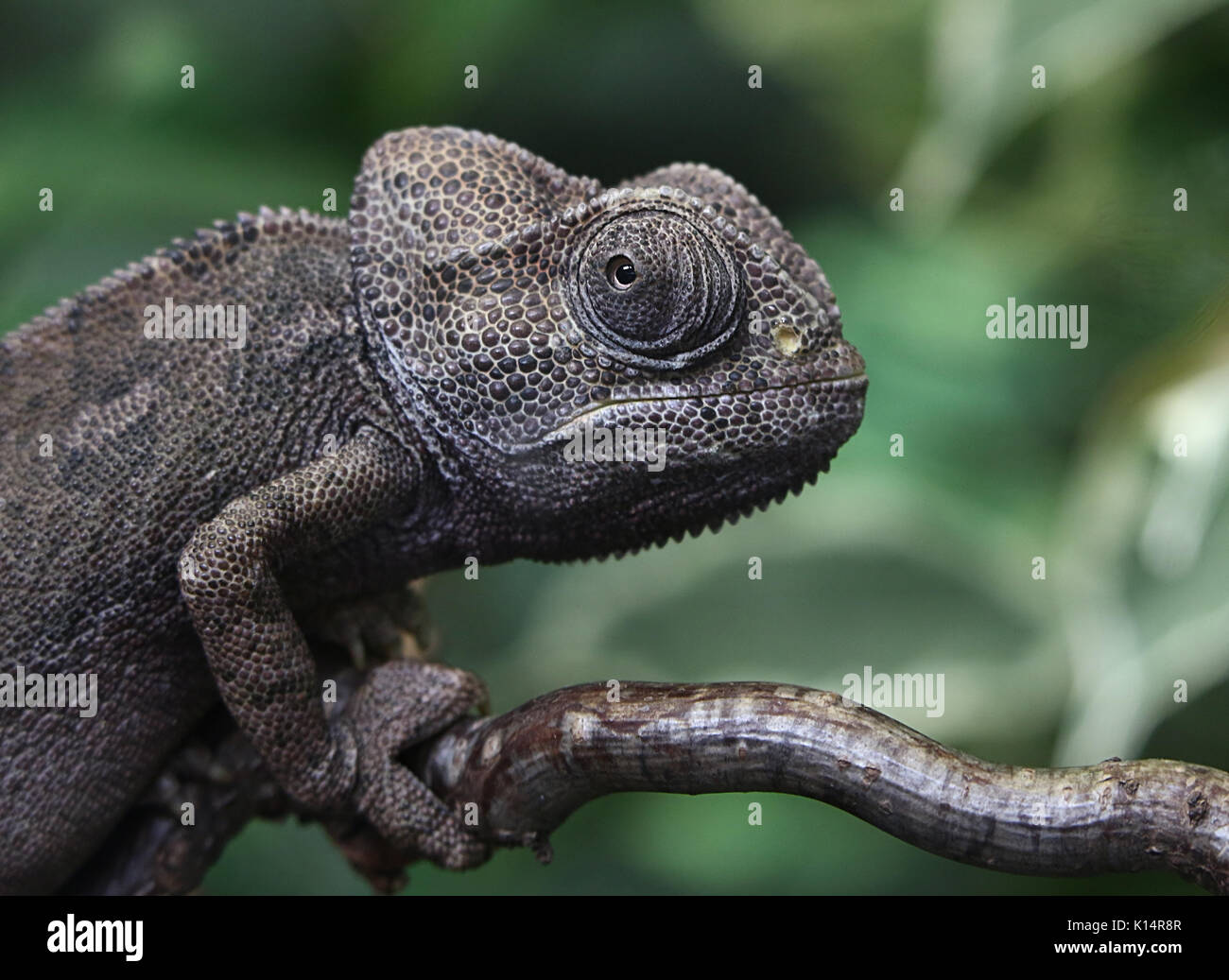 Common chameleon chamaeleo chamaeleon hi-res stock photography and ...