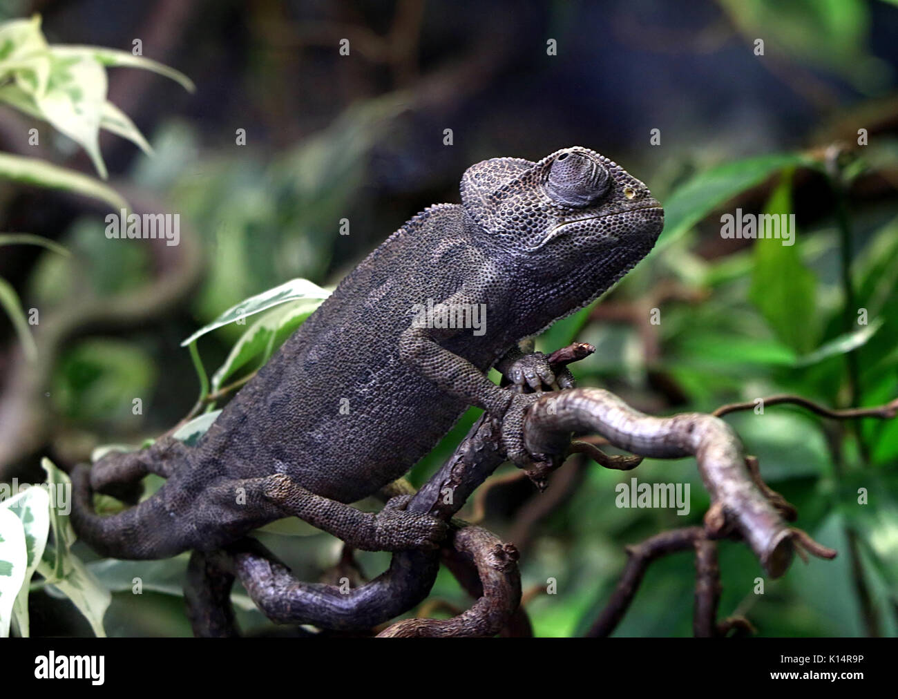 Europen common chameleon (Chamaeleo chamaeleon), also Mediterranean ...