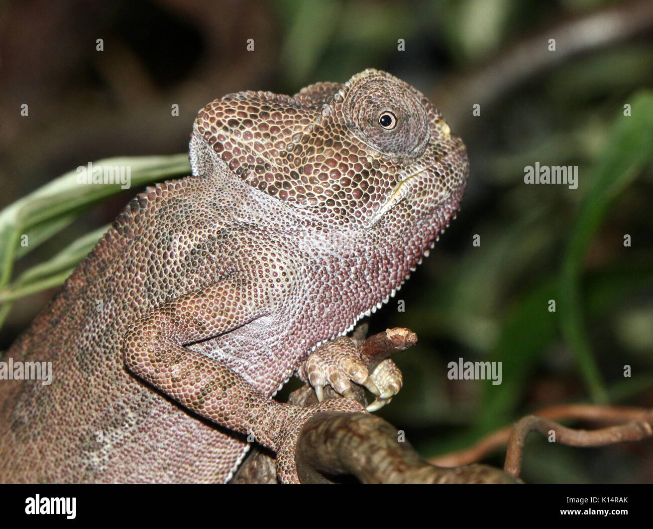 Mediterranean chameleons hi-res stock photography and images - Alamy