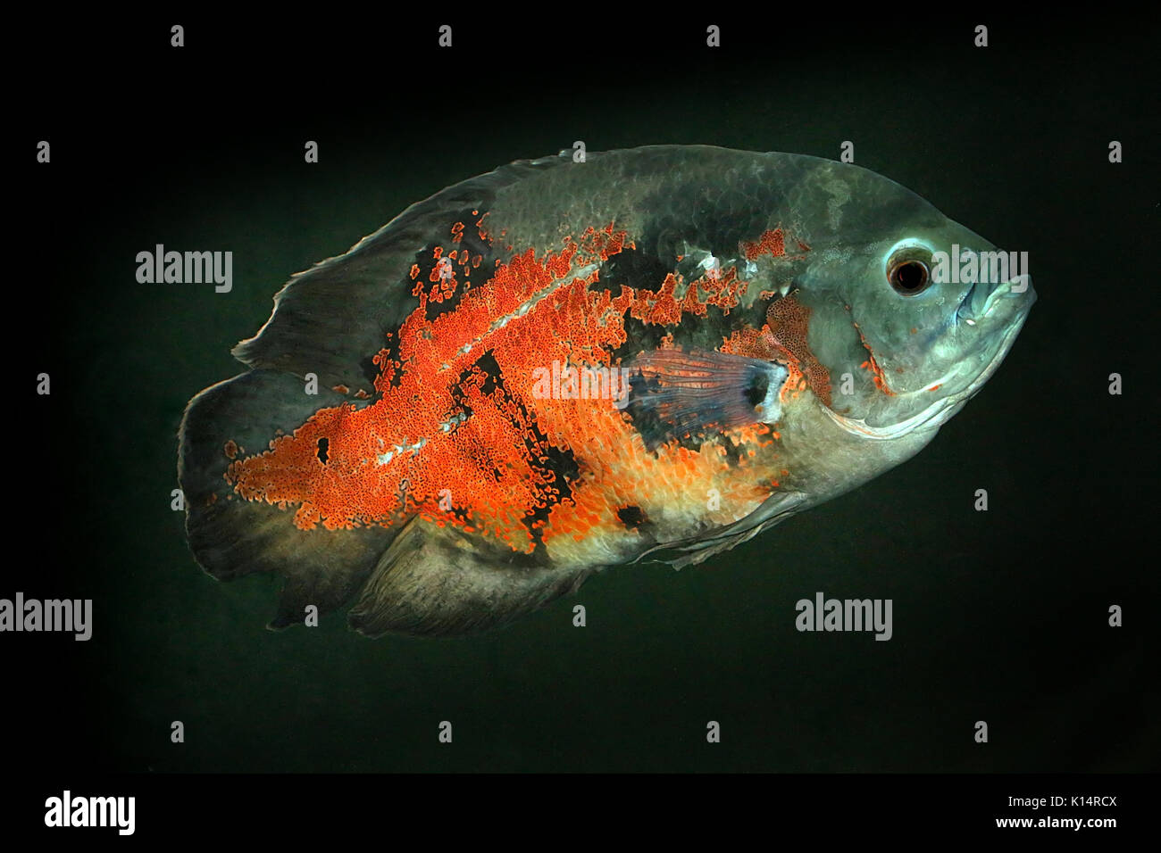 Velvet Cichlid Fish