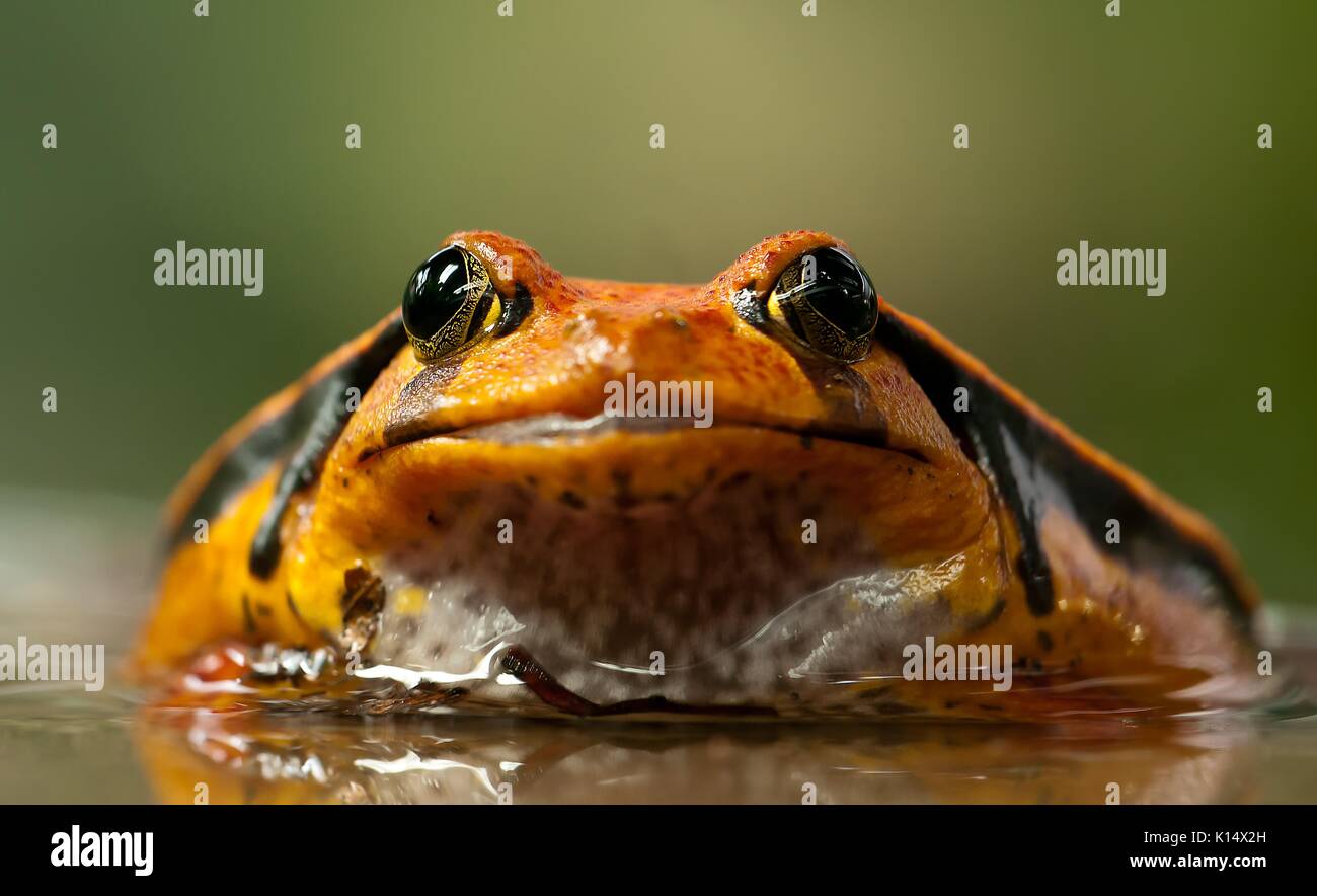 Red And Black Frog High Resolution Stock Photography and Images - Alamy