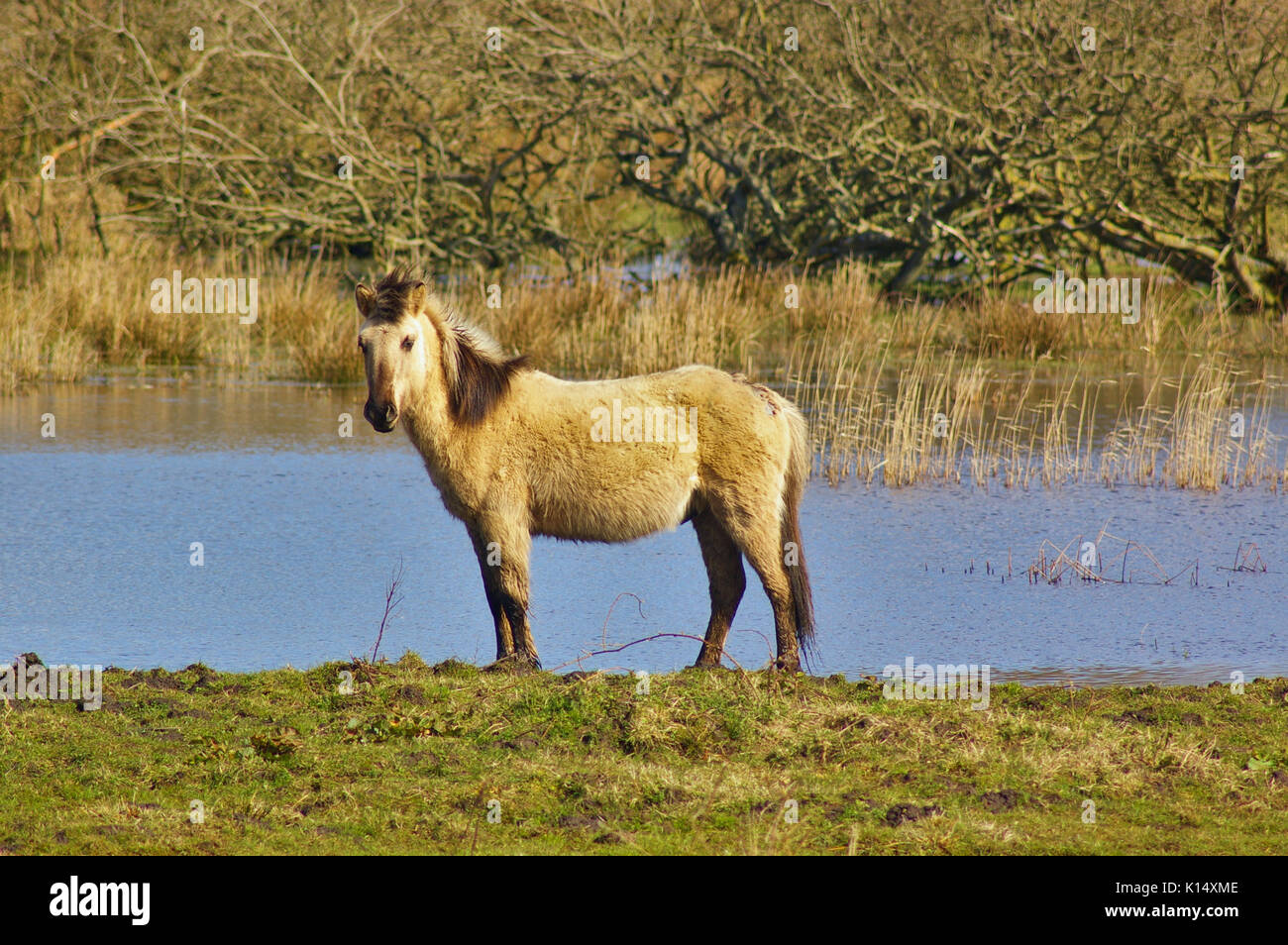 Horse in the wilderness hi-res stock photography and images - Alamy