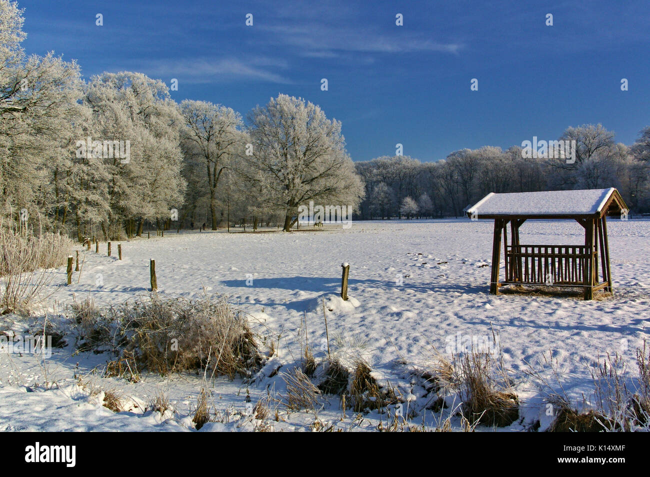 Snow-covered field with fodder rack and treeline in the background ...