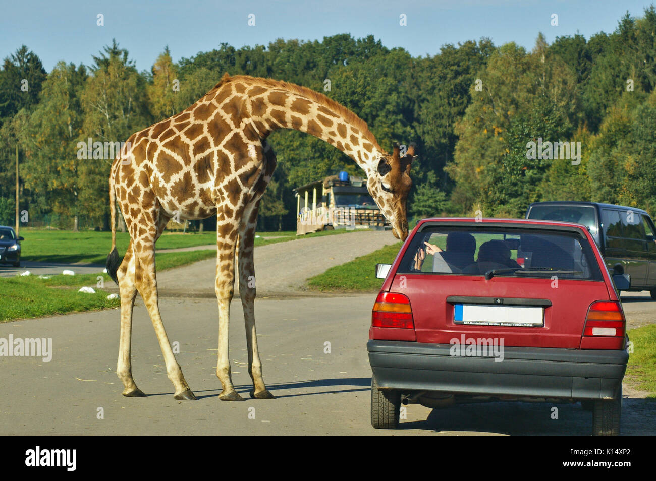 Animal bending hi-res stock photography and images - Alamy