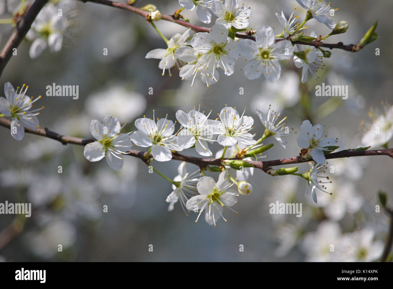 Hawthorn branch in bloom Stock Photo - Alamy