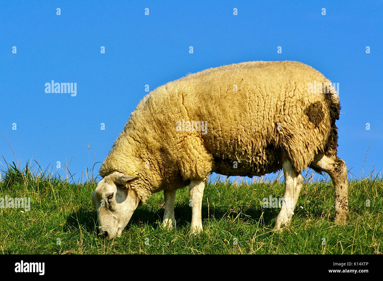 Bright white sheep hi-res stock photography and images - Alamy