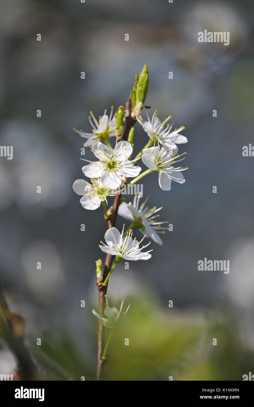 Mayflower hawthorn hedge hi-res stock photography and images - Alamy