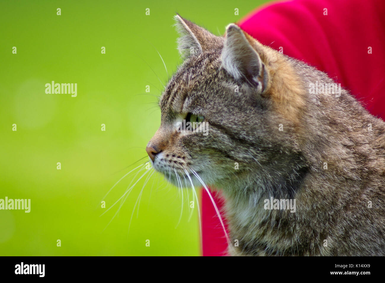 Cat in profile before a green and red background Stock Photo - Alamy