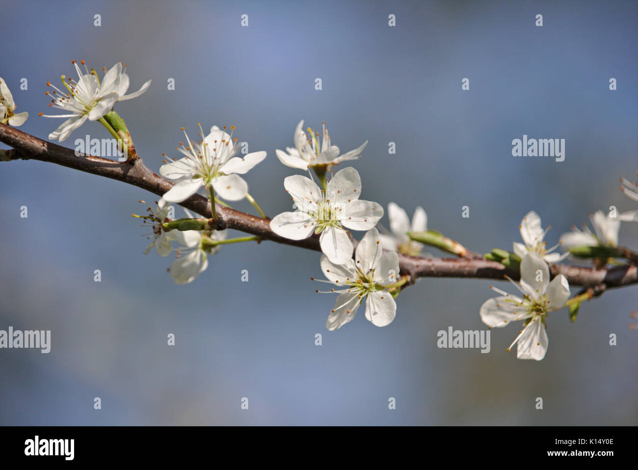 Mayflower hawthorn hedge hi-res stock photography and images - Alamy