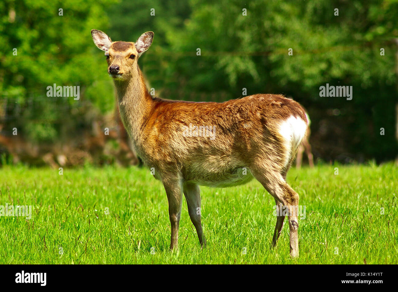 Female fallow hi-res stock photography and images - Alamy