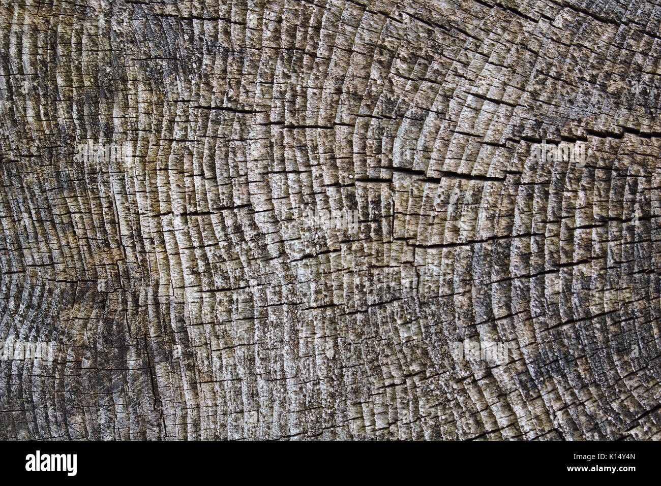Rough weathered surface of an old tree stump Stock Photo - Alamy