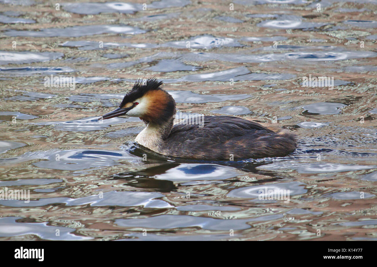Great crested grebe swimming in the water Stock Photo - Alamy