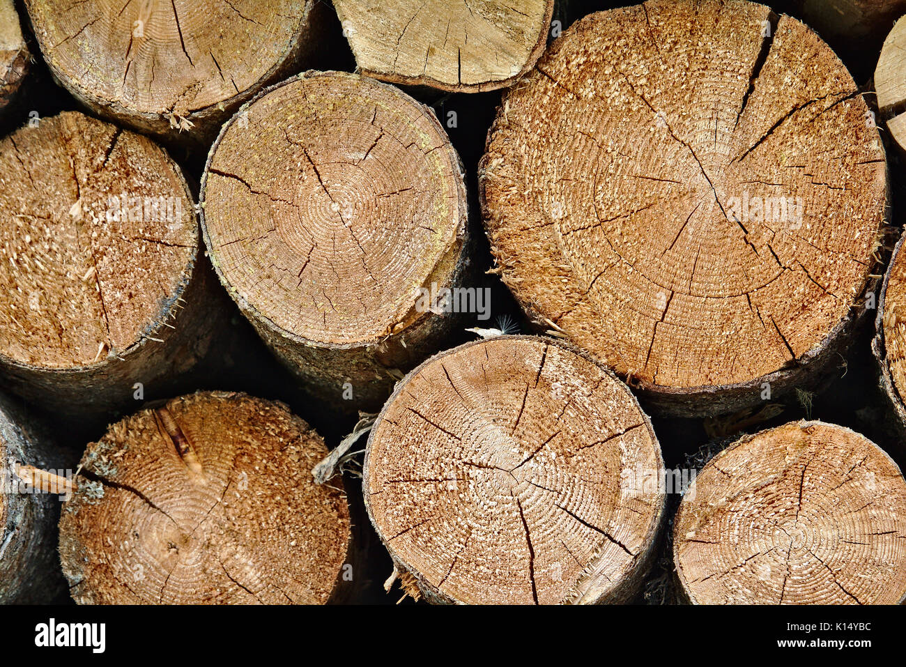Tree cross sections hi-res stock photography and images - Alamy