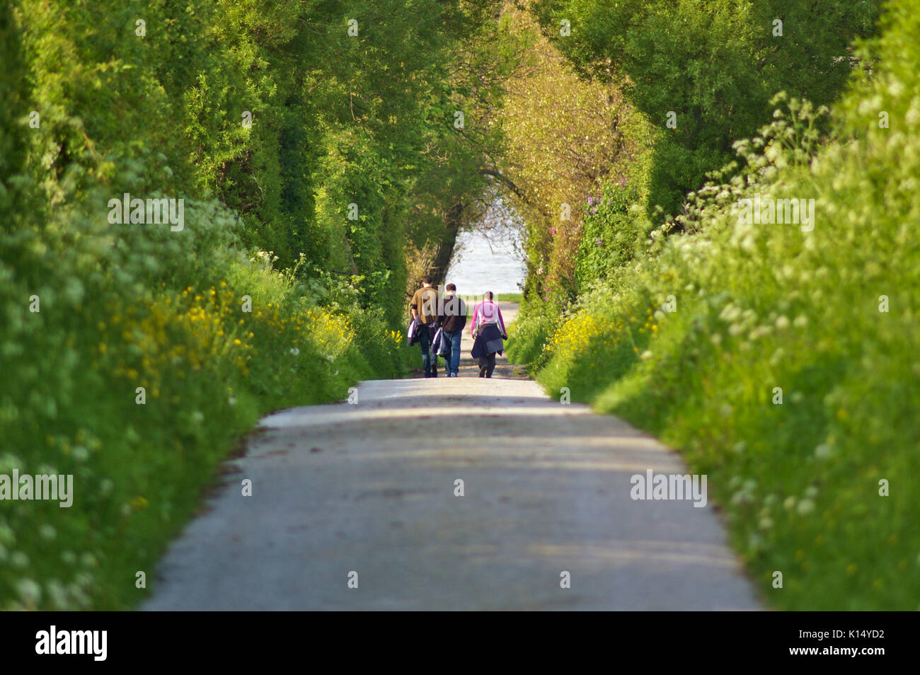 Country road in the Danish Isles with dense vegetation on both sides ...