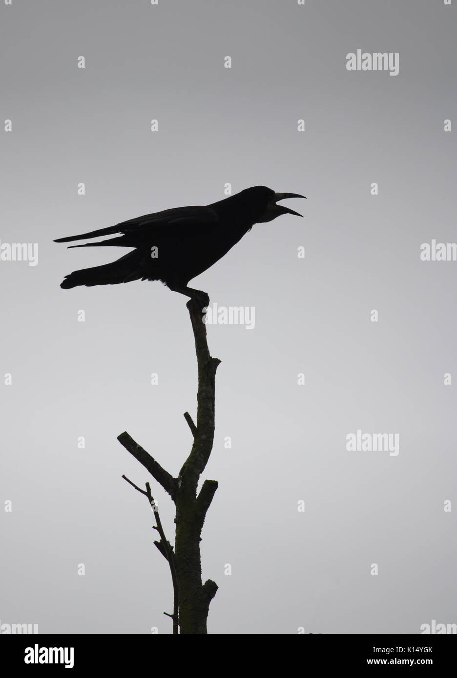 Grief mourning hi-res stock photography and images - Alamy