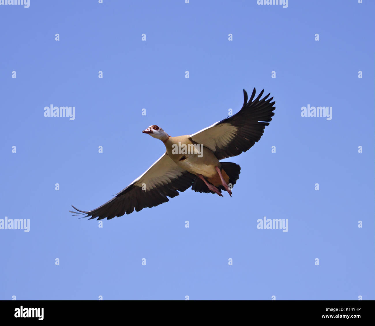 Egyptian goose in flight in front of a blue sky Stock Photo - Alamy