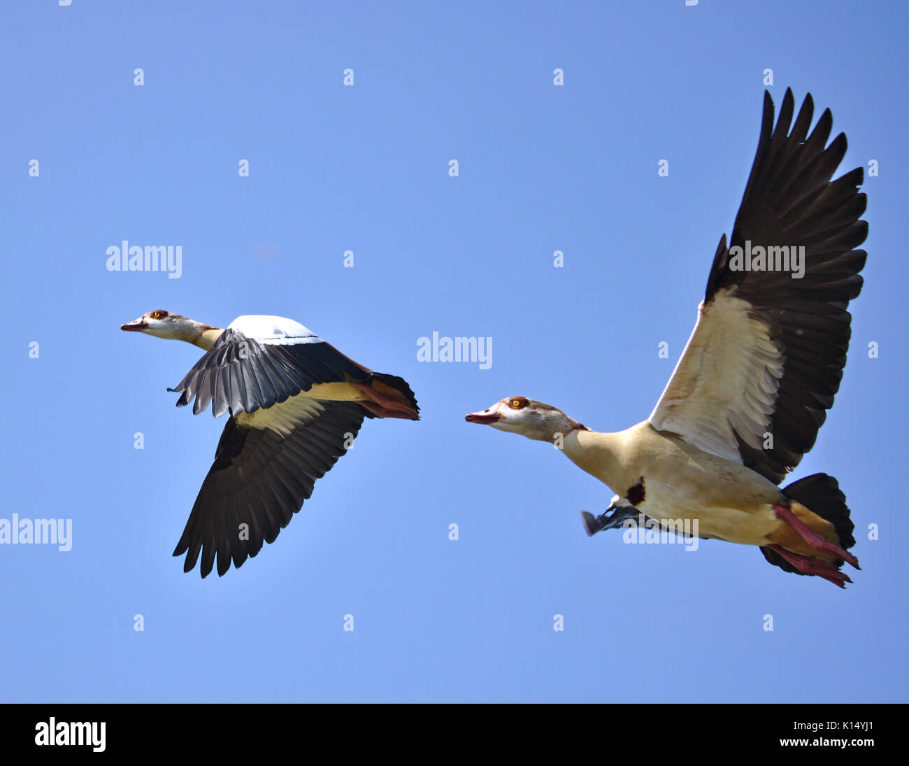Two egyptian geese in flight in front of a blue sky Stock Photo - Alamy