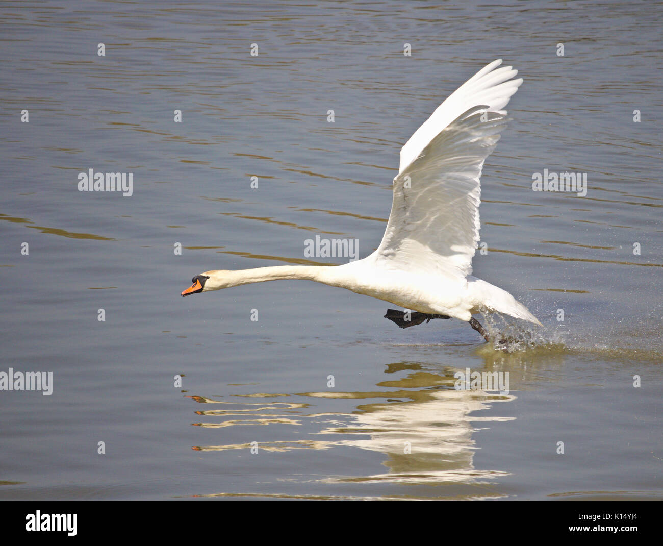 Swan taking off from water hi-res stock photography and images - Alamy