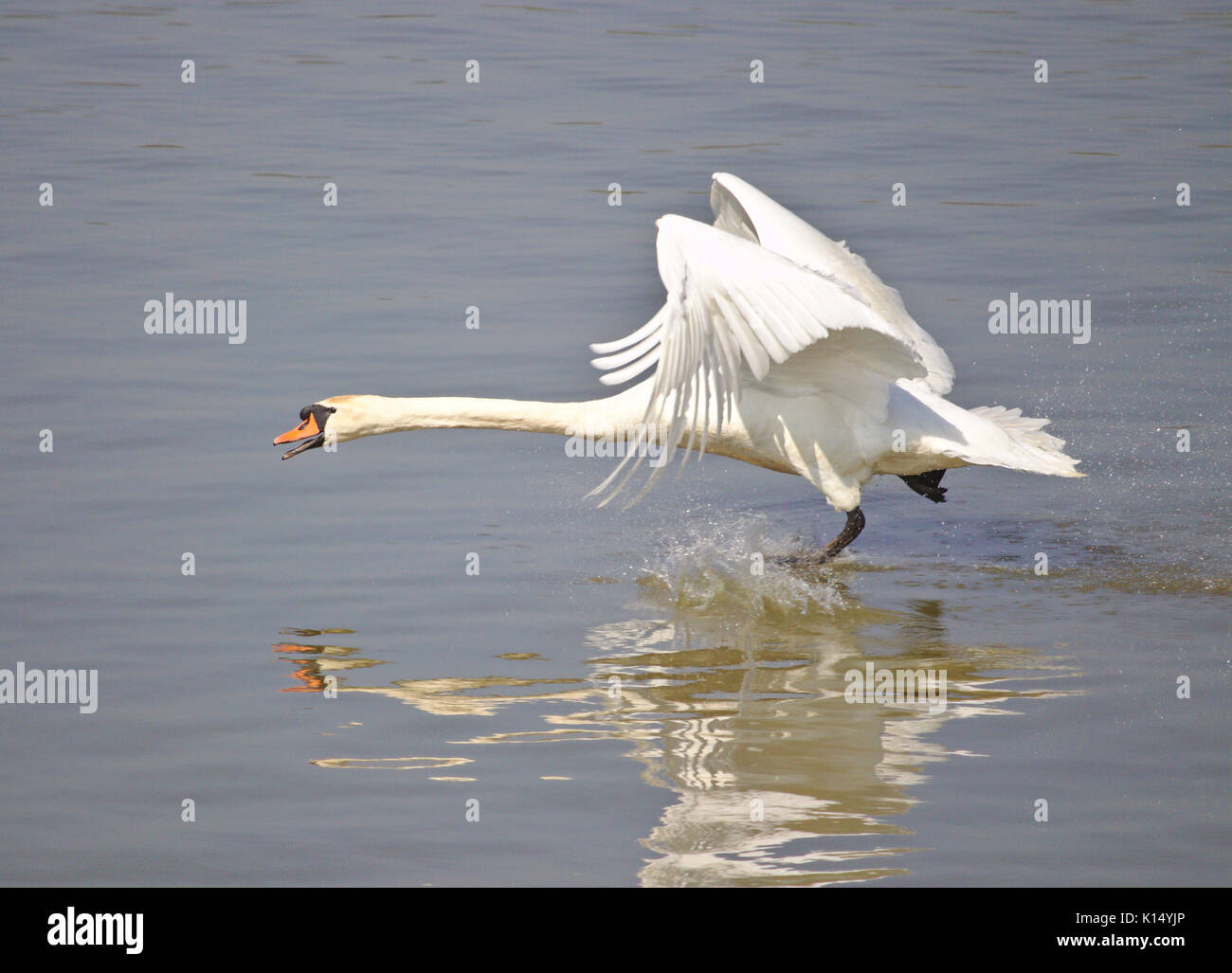 Swan taking off from water hi-res stock photography and images - Alamy