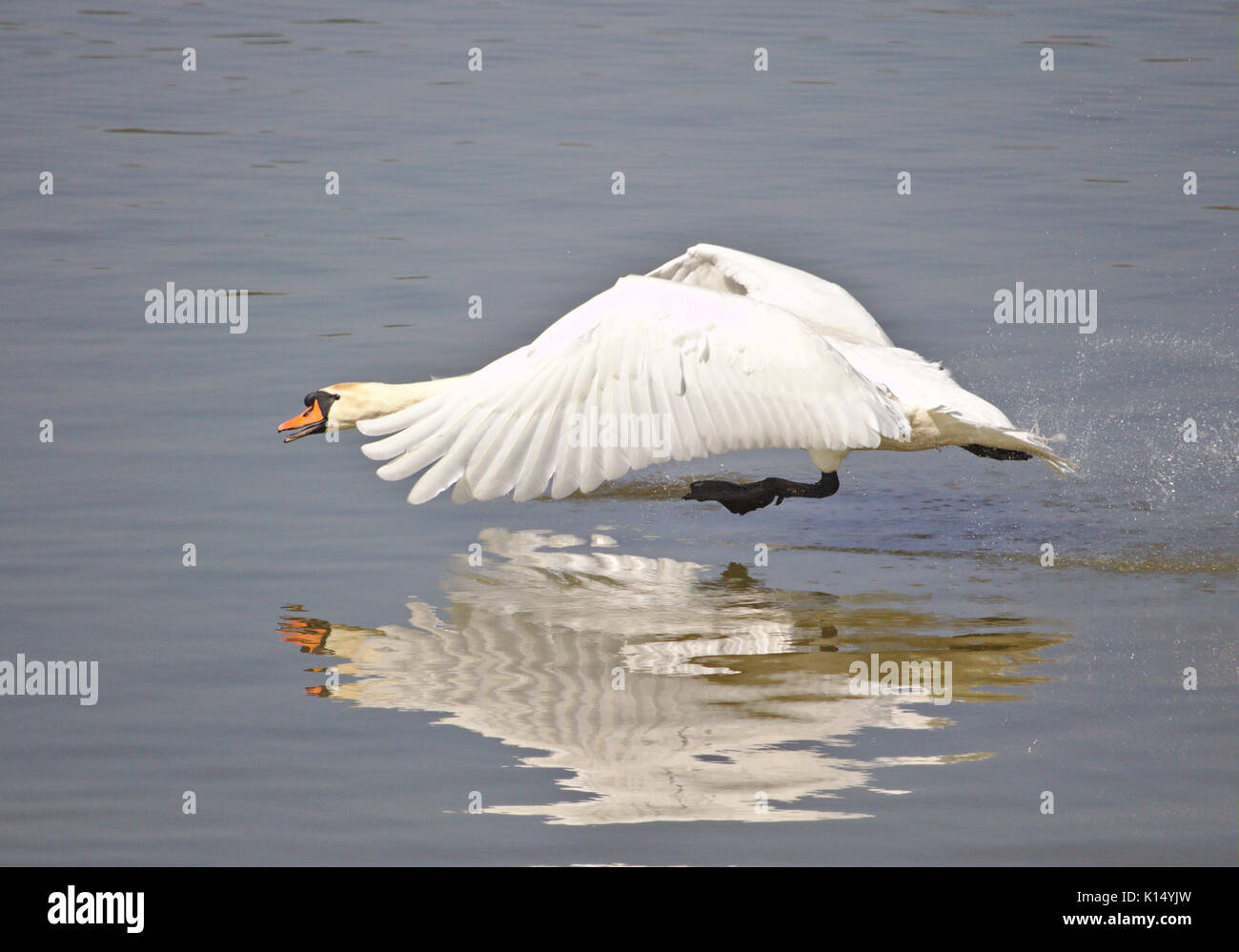 Swan taking off from water hi-res stock photography and images - Alamy